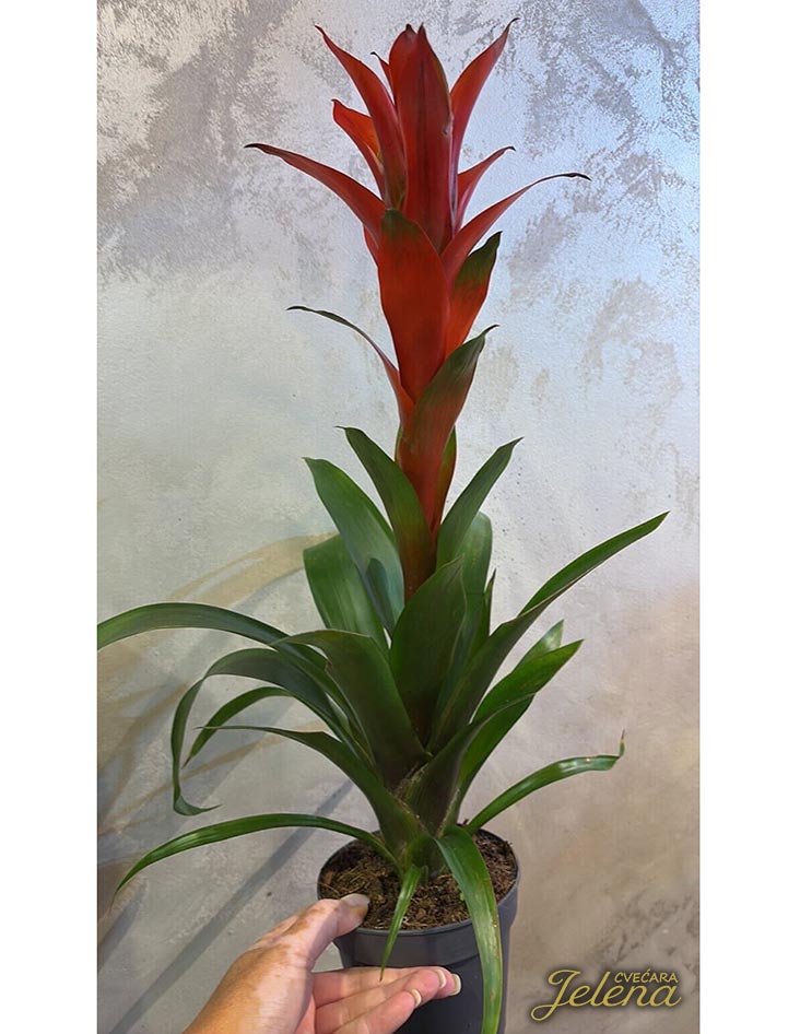 Bromelia