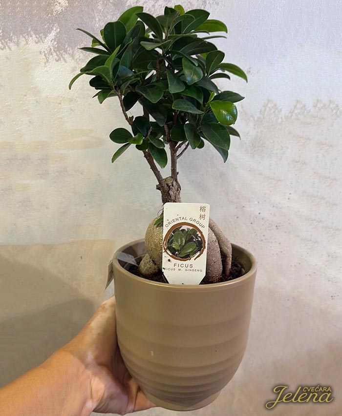 Ginseng Bonsai