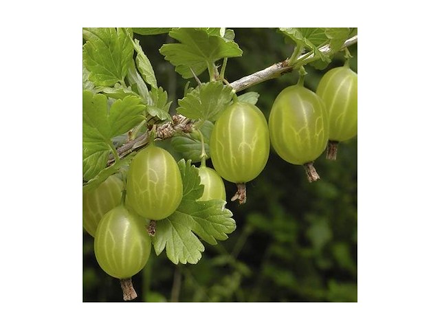 Ogrozd zeleni - Ribes uva-crispa (50 semenki)