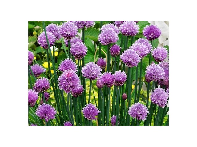 Luk vlašac (3000 semenki) Allium Schonoprasum
