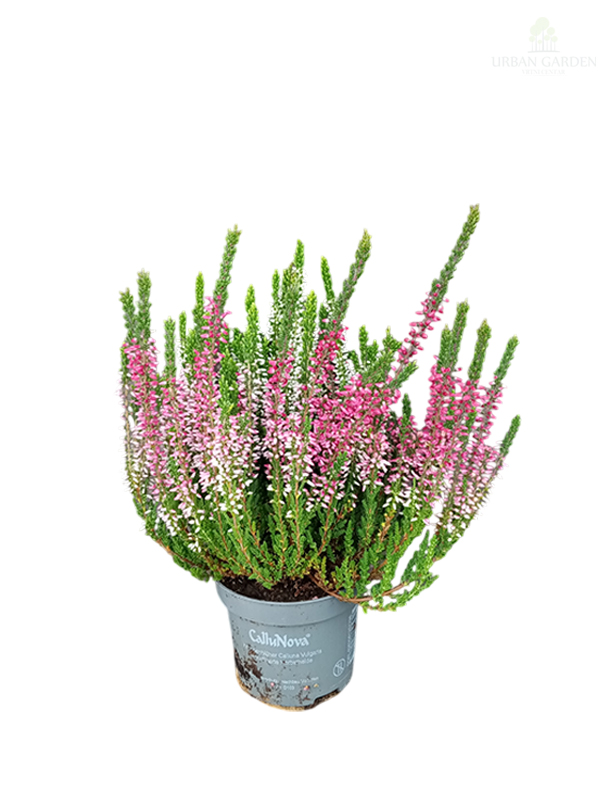 Vres ‘Callu Nova’