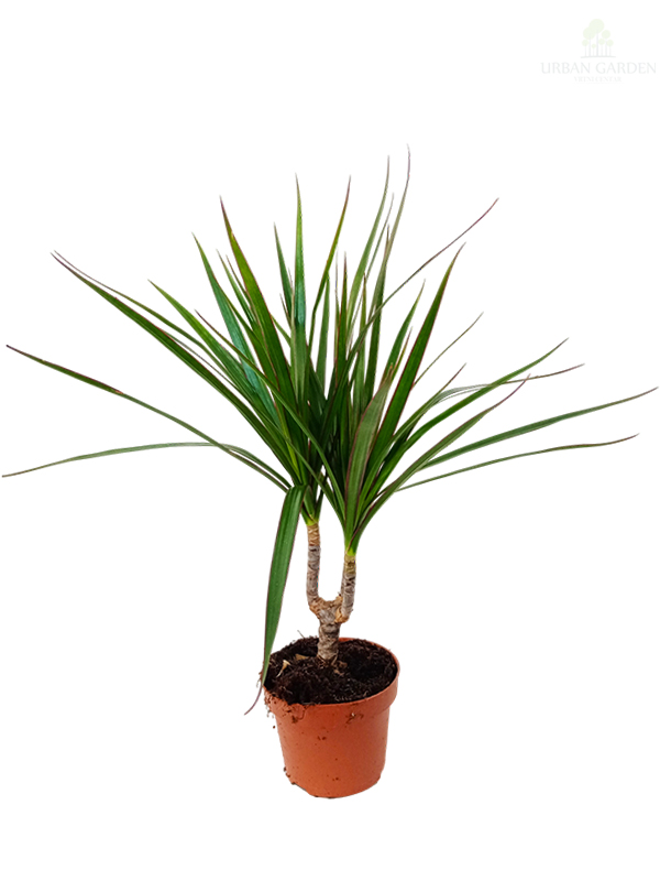 Dracena marginata