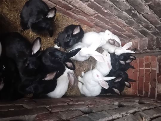 Hajkom kunici