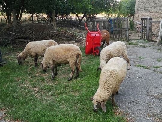 Odlicna cena