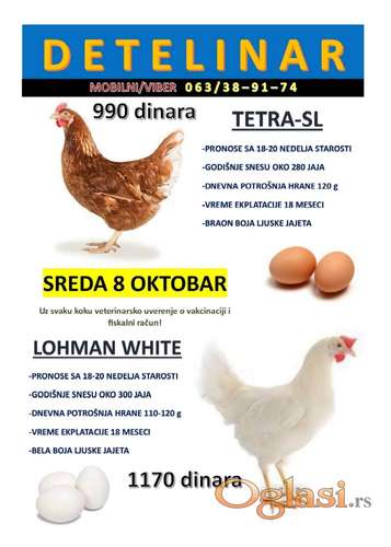 Mlade koke nosilje Tetra-SL i Lohman white!