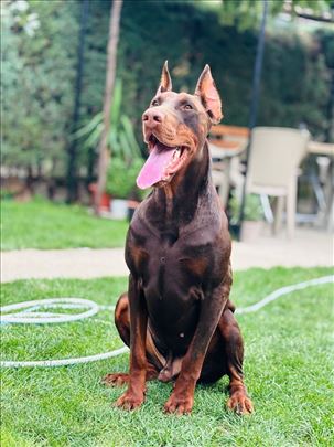 Doberman, mlad pas