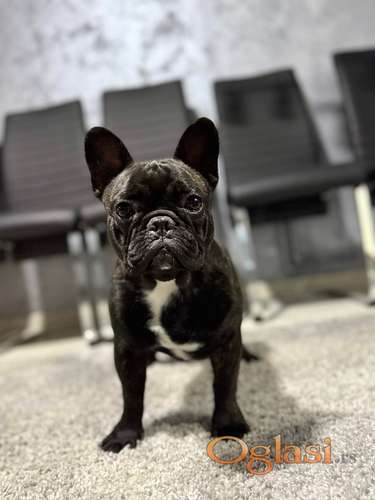 Francuski buldog