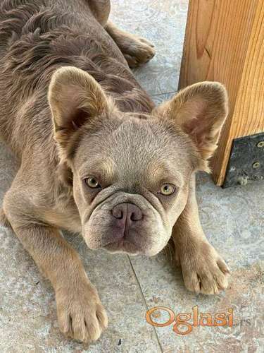 Francuski Buldog zenka