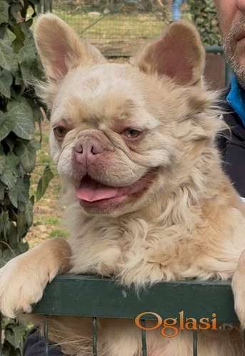 Francuski buldog, zenka u teranju