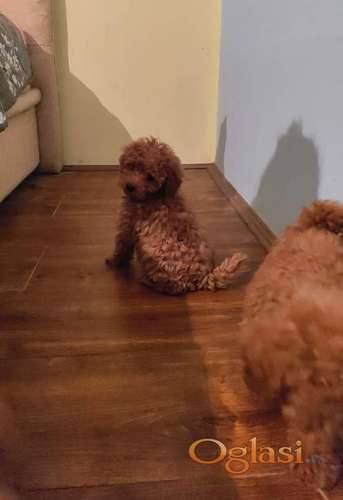 Crvena toy pudla