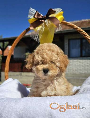 Mini pudle