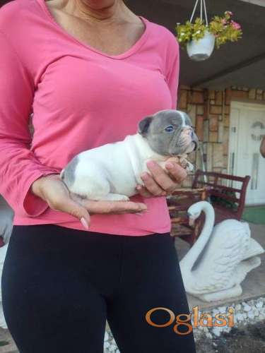 Francuski buldog štenci exotic,plavi,klasik i fluffy