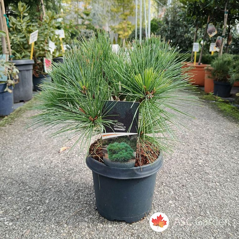 Pinus strobus ‘Minima’ 35 cm
