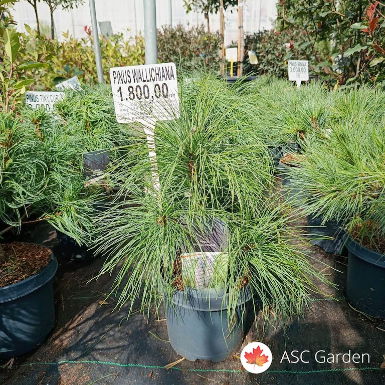 Pinus wallichiana 35 cm