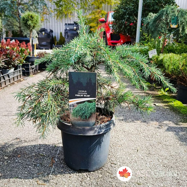 Cedrus deodara ‘Feelin Blue’ 40 cm