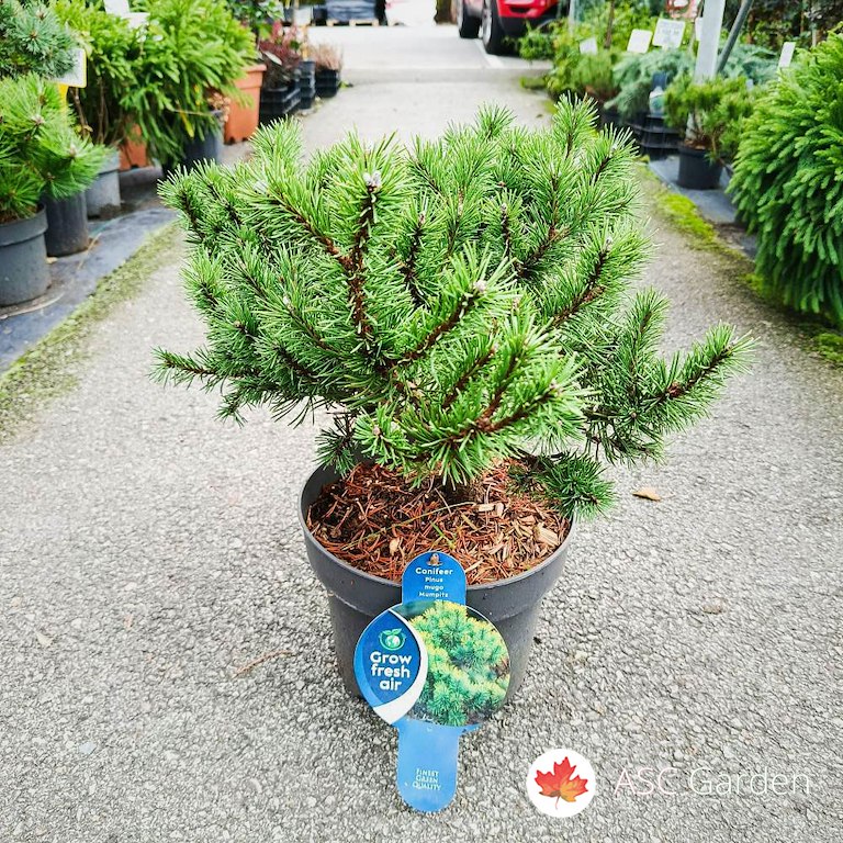 Pinus mugo „Mumpitz“ 50 cm