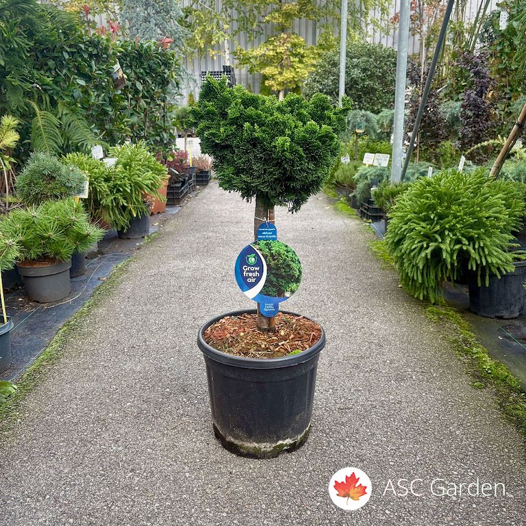 Chamaecyparis Nana Gracilis 90 cm
