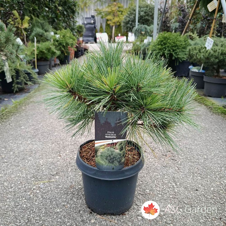 Pinus strobus radiata 35 cm
