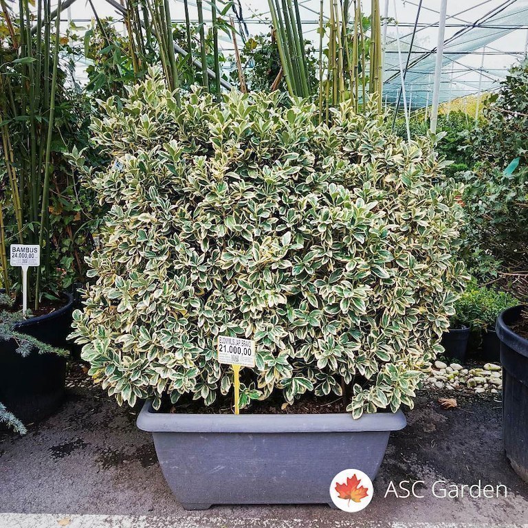 Euonymus Jap. Bravo 100 cm