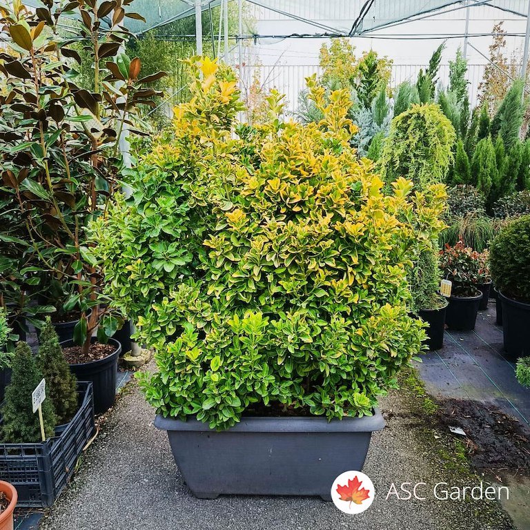 Euonymus jap. Elegantissima aureus 110 cm