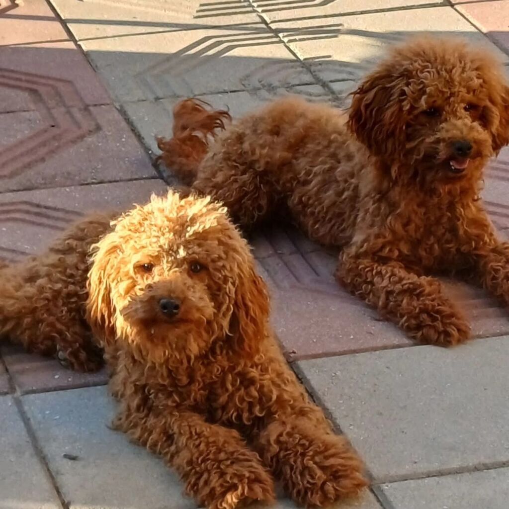 Rasni patuljasti pudli (toypoodle) boje aprikot - Dve prelepe jedinke