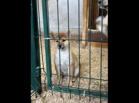 Shiba inu štenci od vrhunskih roditelja