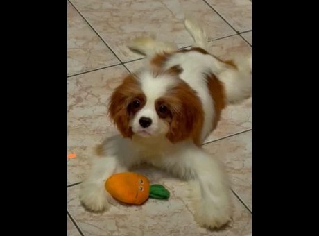 Dostupni štenci Cavalier King Charles spanijela
