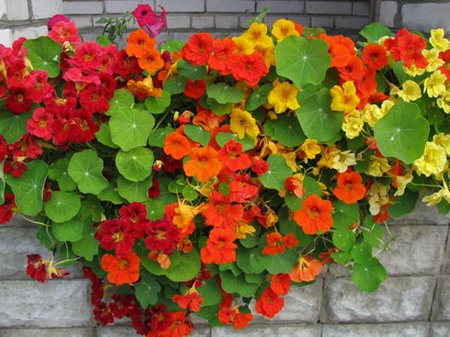 Dragoljub mix (30 semenki) Nasturtium Tom Thumb Mix