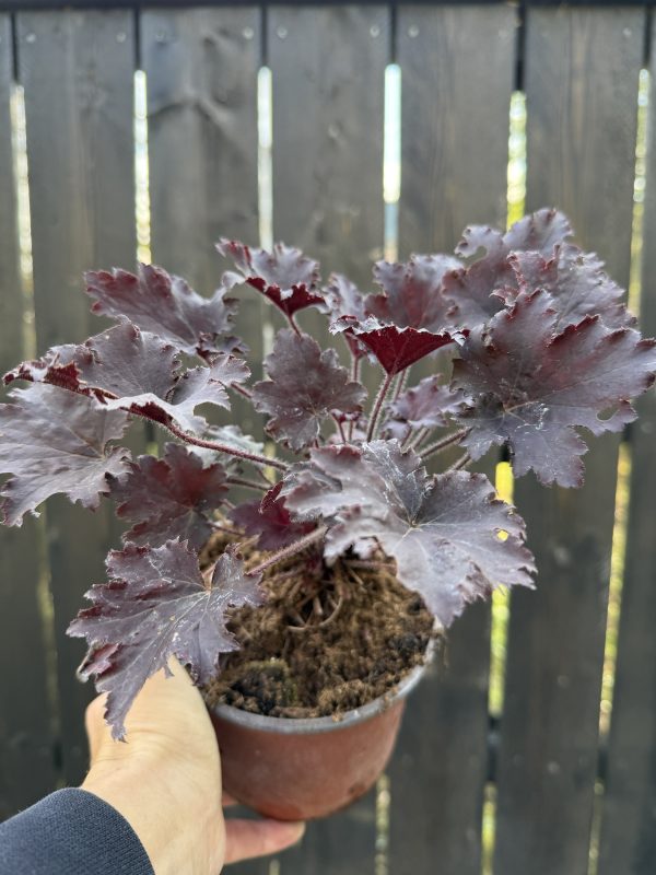 Heuchera ‘Palace Purple’