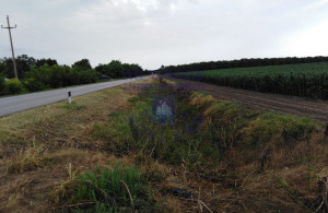 Prodaje se plac na Ceneju 15299m2
