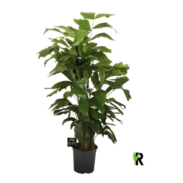 Caryota Mitis