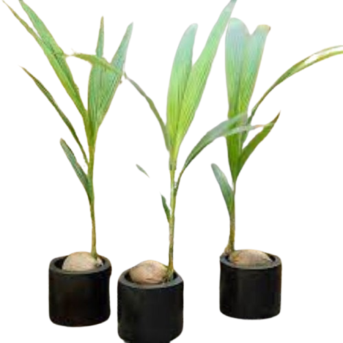 Cocos nucifera Dwarf Golden Malay