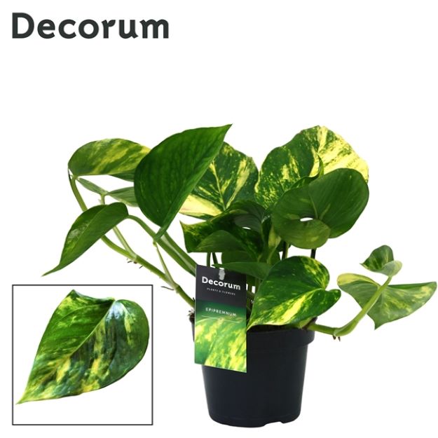 Epipremnum pinnatum Aureum