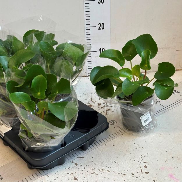 Pilea peperomioides