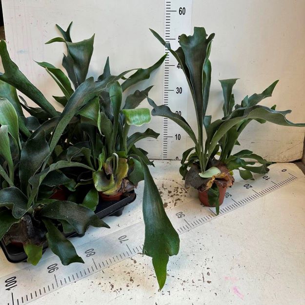 Platycerium bifurcatum