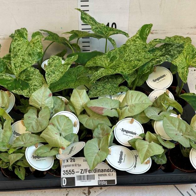 Syngonium mix