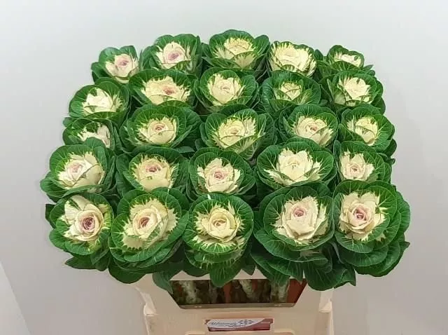 WHITE CRANE BRASSICA