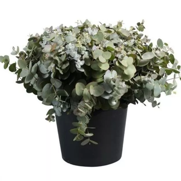 EUKALIPTUS GUNNII 70CM