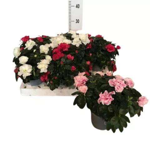 RHODODENDRON