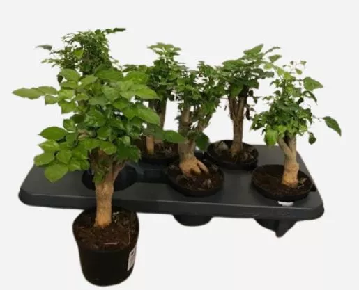 BONSAI - RADERMACHERA