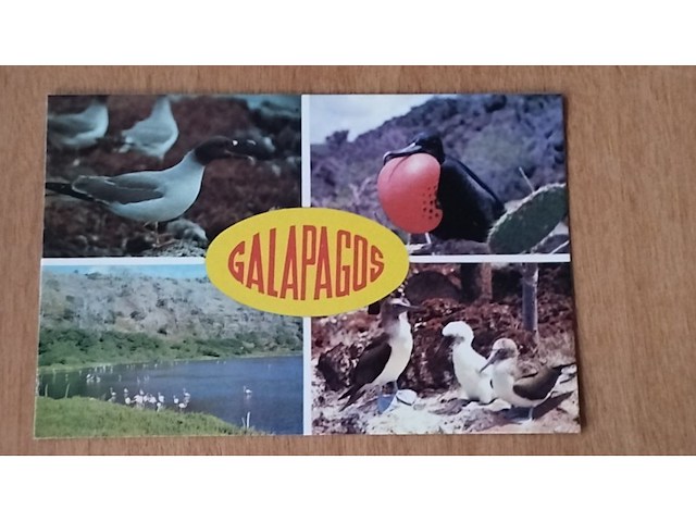 Galapagos - Životinje - Ptice - Flamingos - Čista