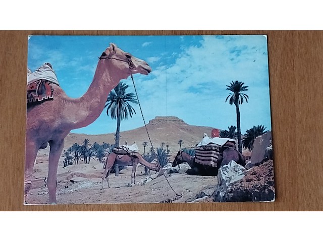 Tunis - Tunisie - Životinje - Kamila - Sa Markicom