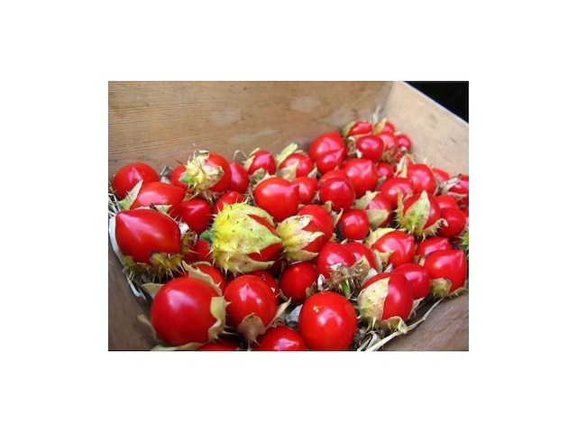 Paradajz Litchi (100 semenki)
