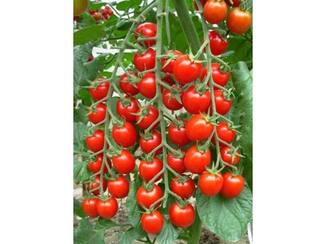 Crveni cherry paradajz (200 semenki)