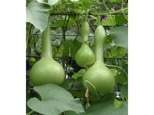 Lagenaria Siceraria (10 semenki)