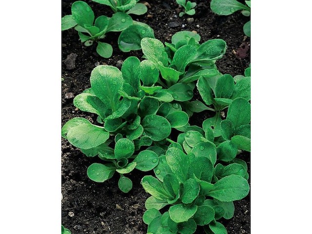 Motovilac (2000 semenki) Valerianella Locusta