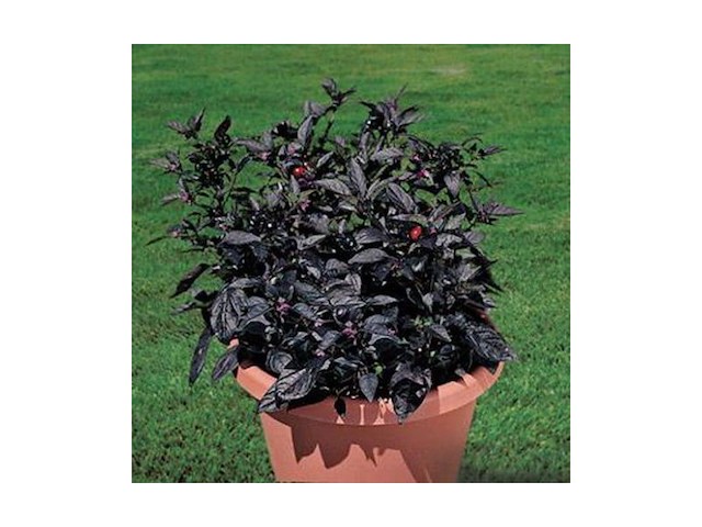 Chilli Black Pearl (100 semenki)