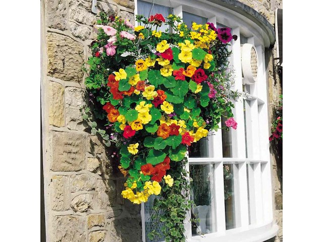 Dragoljub - Nasturtium Climbing Gleam Hyb. (15 semenki)