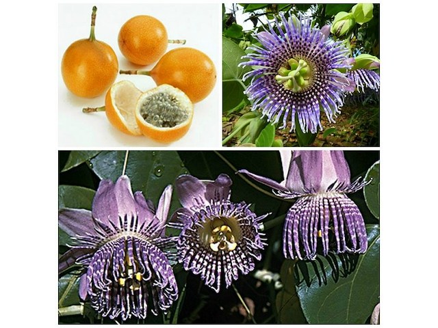 Passiflora Ligularis (25 semenki) Sweet Granadilla
