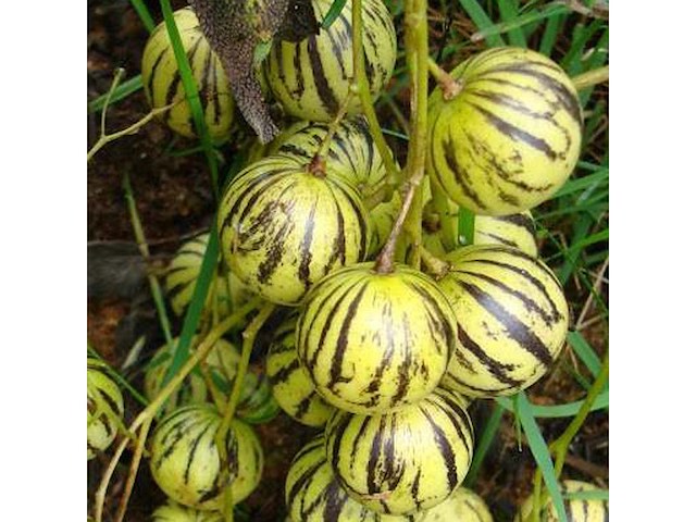 Mini Pepino - Solanum caripense (5 semenki)